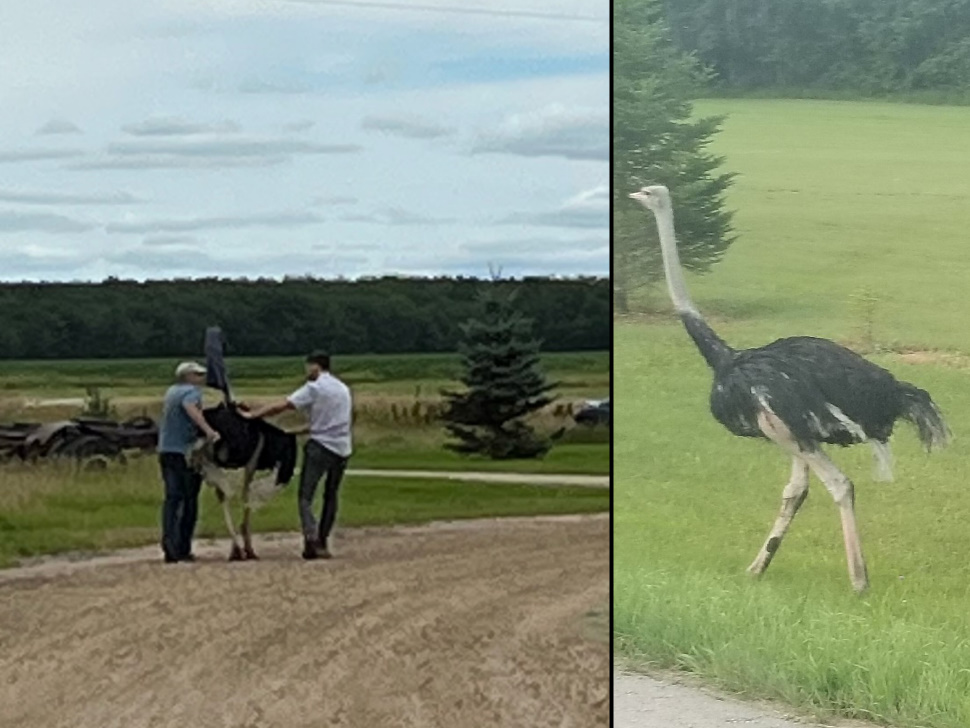 Ostrich and owner reunited - SteinbachOnline.com - Local news, Weather ...