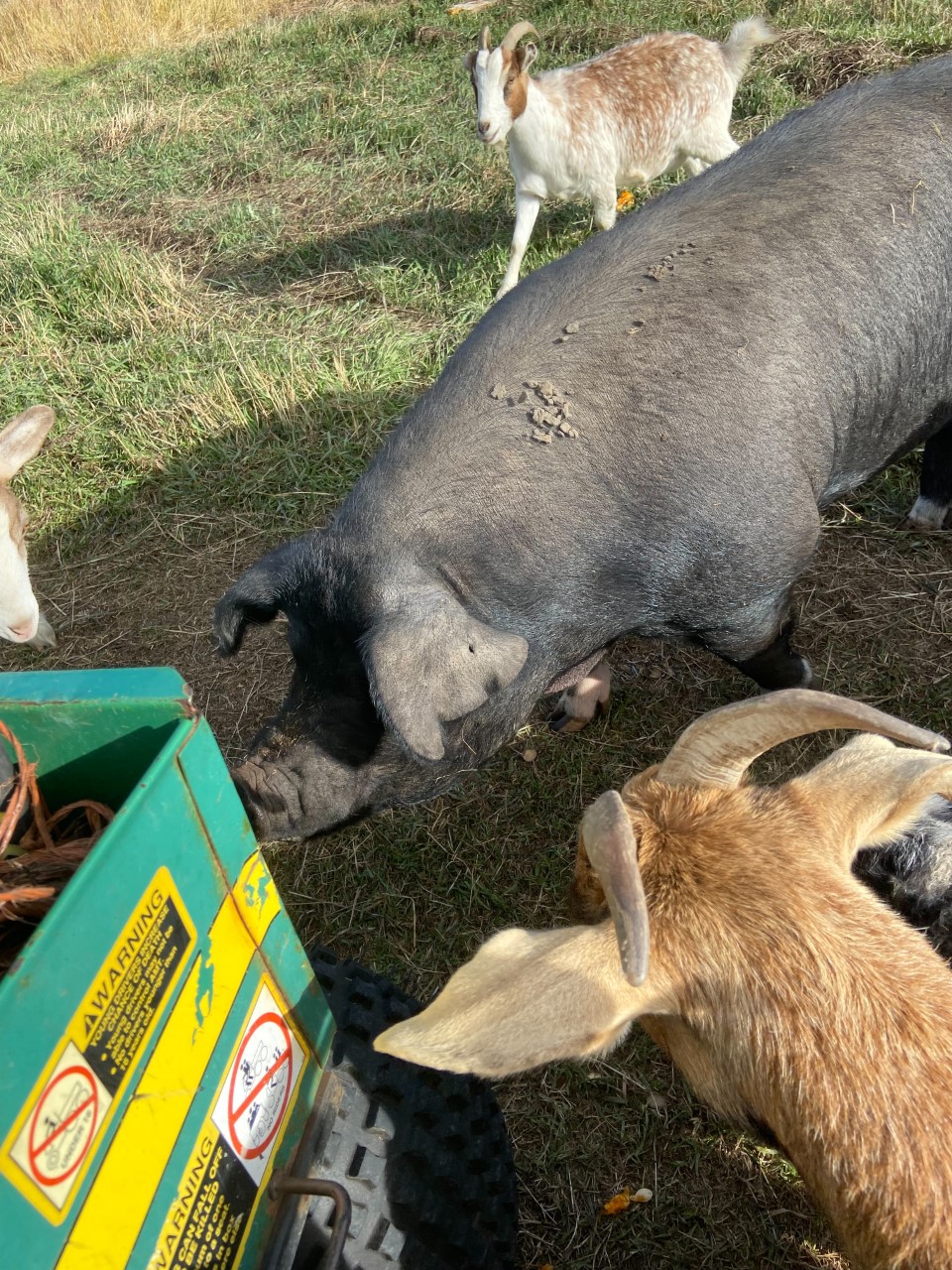 These adorable pigs need a new home - DiscoverAirdrie.com - Local News ...