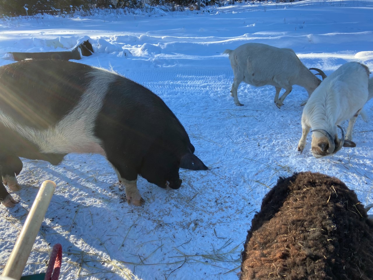 These adorable pigs need a new home - DiscoverAirdrie.com - Local News ...