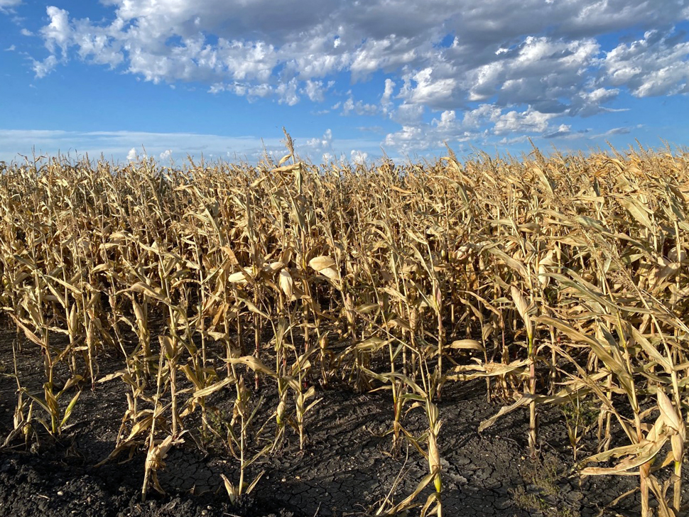 Despite severe frost this week, many corn fields are still viable ...