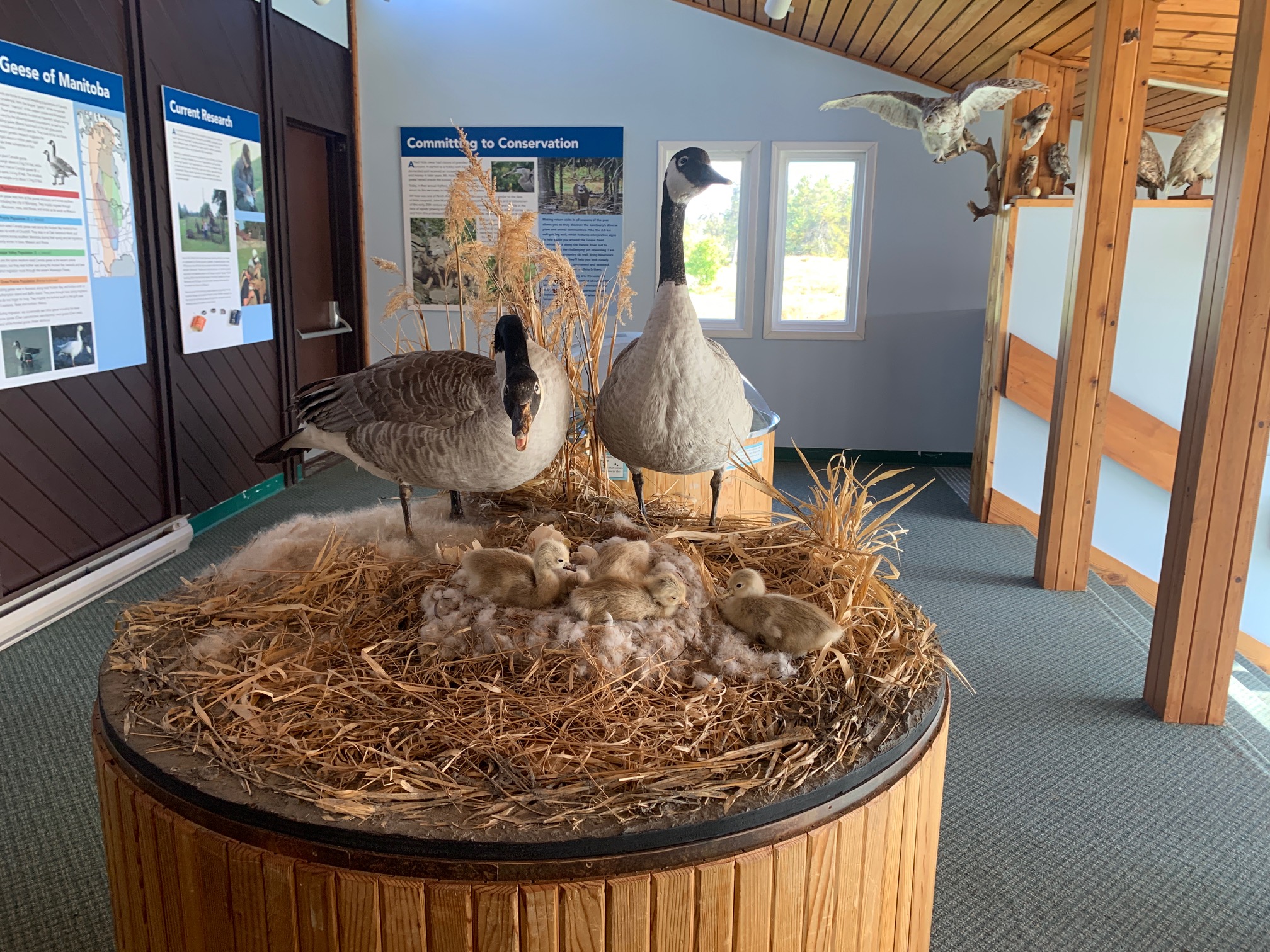 The Canada goose is the definition of a conservation success story ...