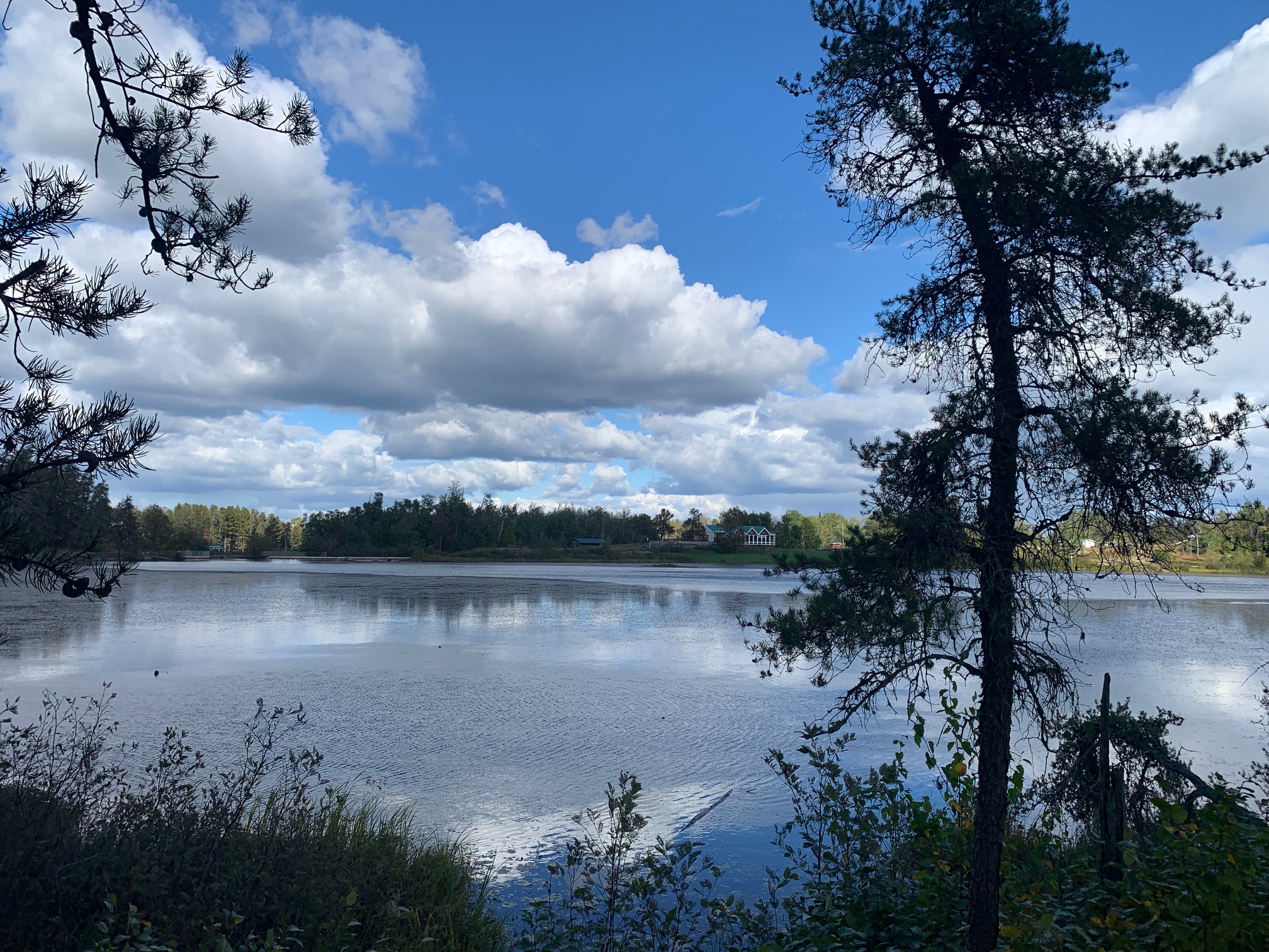 The Canada goose is the definition of a conservation success story ...