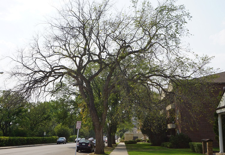 How to do you safely remove elm tree waste in Moose Jaw ...