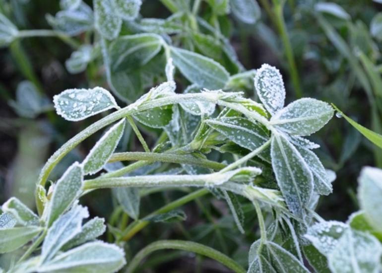 Frost expected in Cochrane tonight - CochraneNow: Cochrane, Alberta's ...
