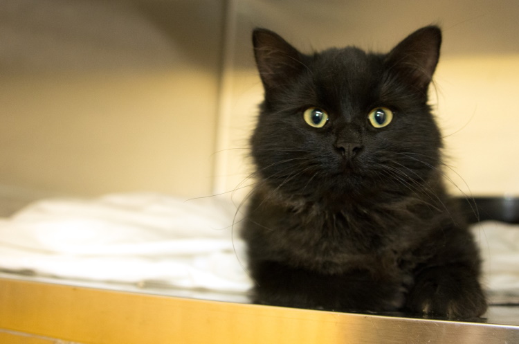 MJ Humane Society hosting cat adoption event in leu of intake freeze ...