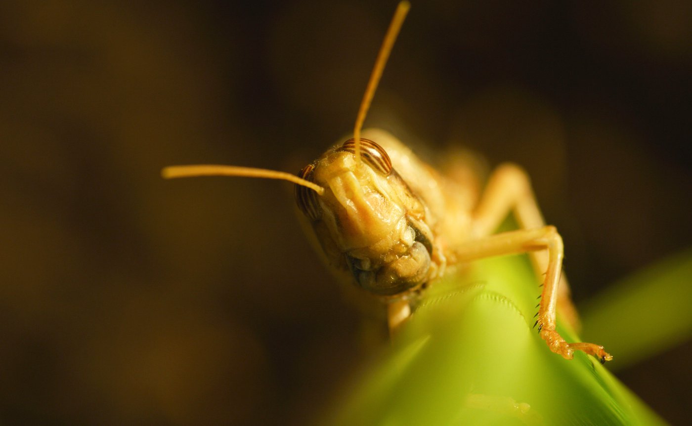 James Cameron turns to Earth before release of new 'Avatar ...