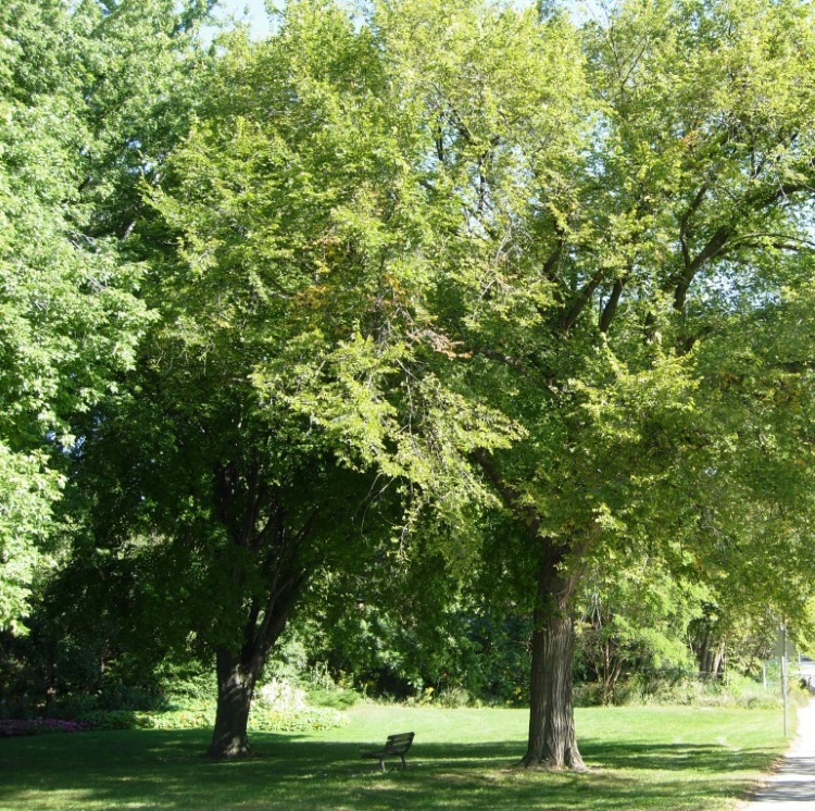 Elm tree pruning ban lifted yesterday - WestCentralOnline: West Central ...