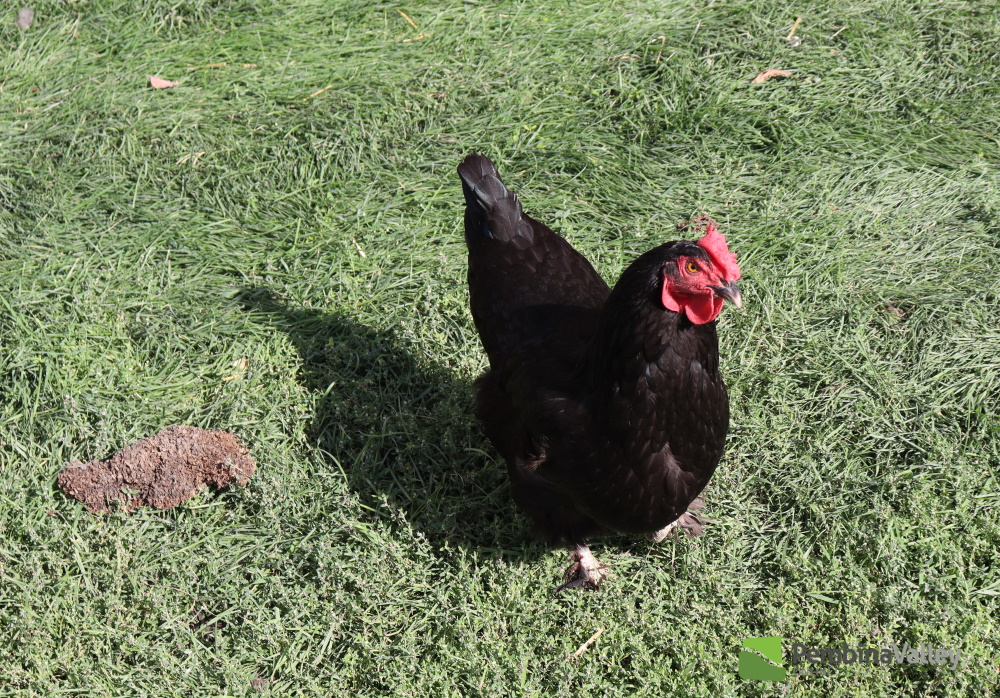 Final CFAM Meal in the Field delivered to the Rod Pokrant Farm ...