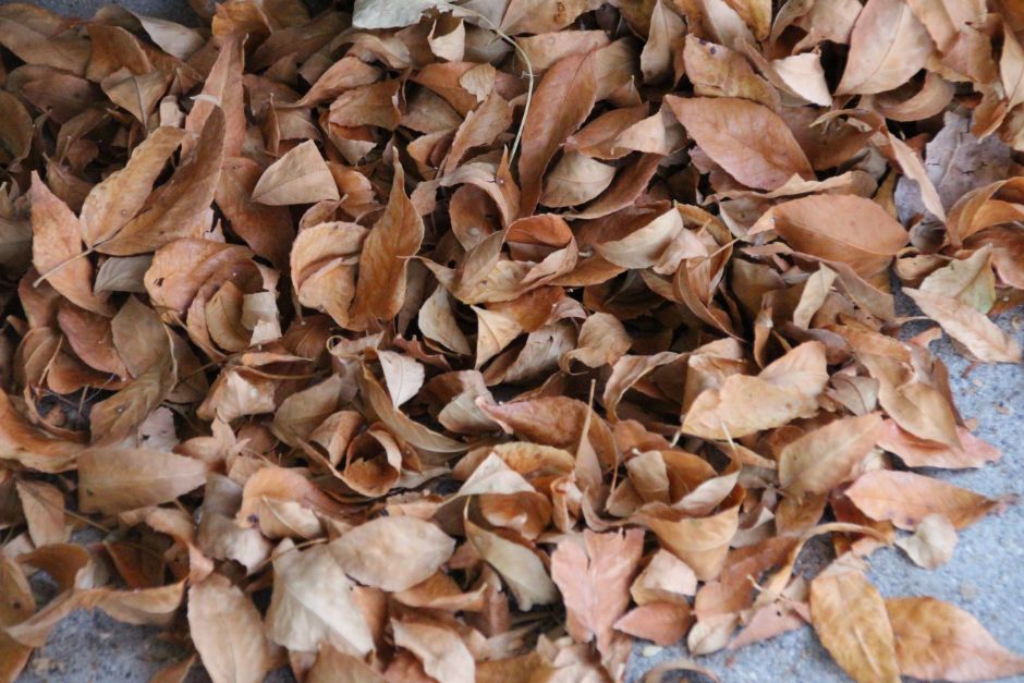 What to do with your yard waste, which can not be burned ...