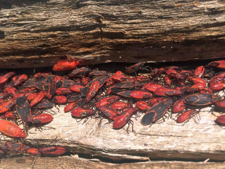Preventing maple bugs from taking over your home - DiscoverWeyburn.com ...