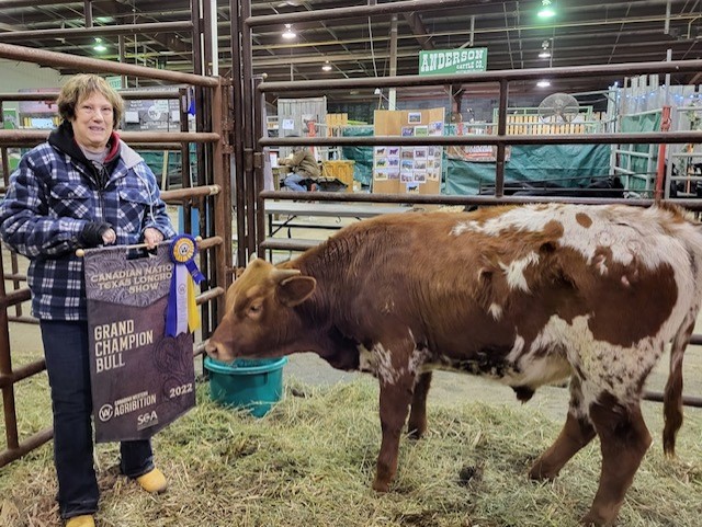 Canadian National Texas Longhorns show at Agribition - CochraneNow ...