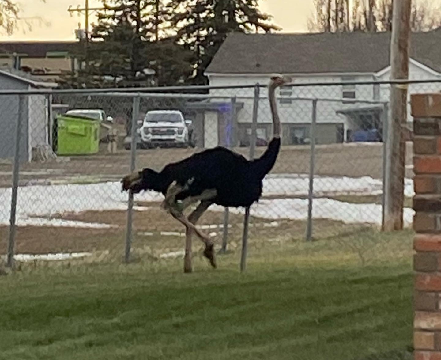 (VIDEO) RCMP wrangle 20 escaped ostriches in Taber - OkotoksOnline.com ...