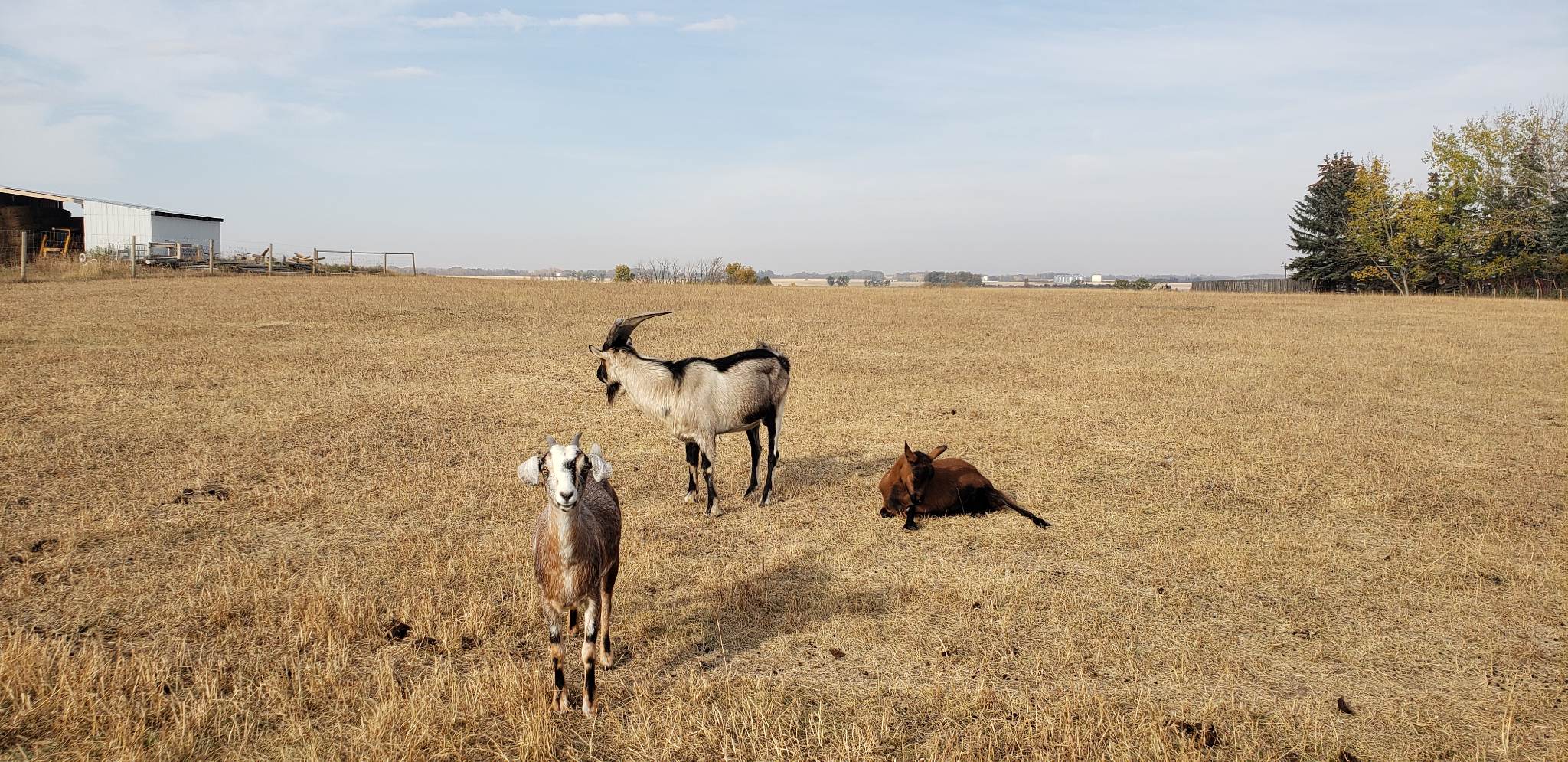 Donate your real tree to some hard working goats this year ...
