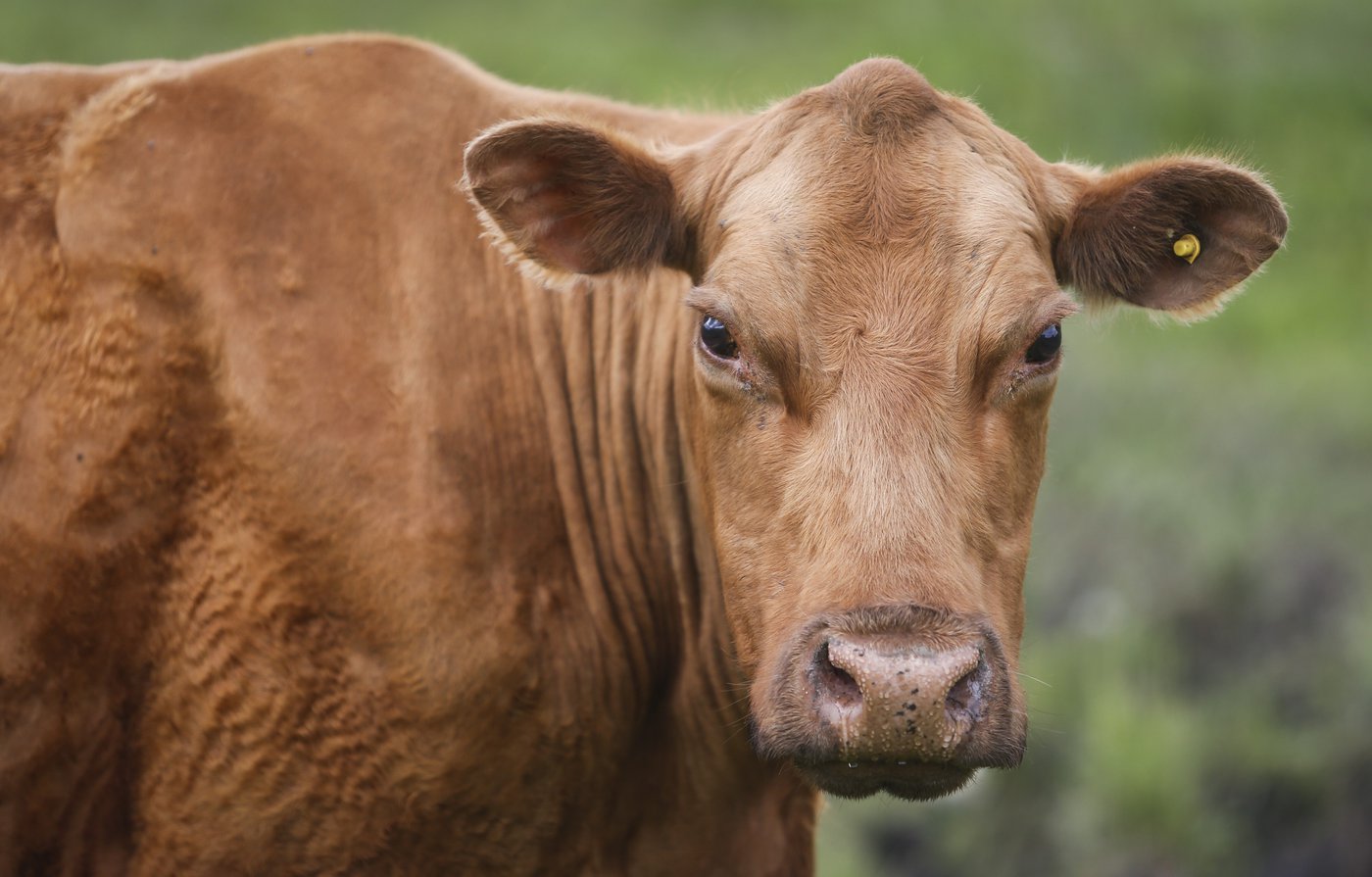 Four cows have been captured in a small Quebec town after months on the ...