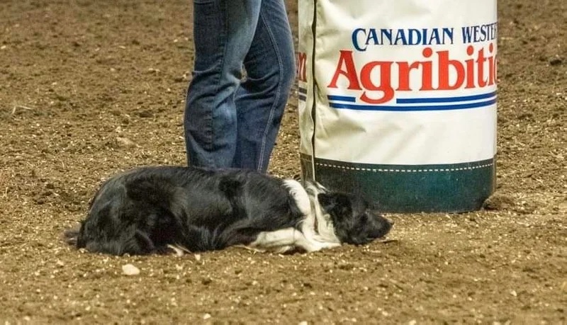 Agribition goes to the dogs - WestCentralOnline: West Central ...