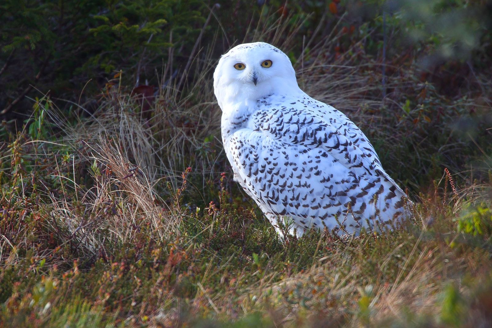 What can you do to help snowy owls in the southwest ...