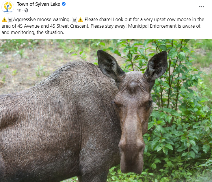 Town of Sylvan Lake issues an aggressive moose warning ...
