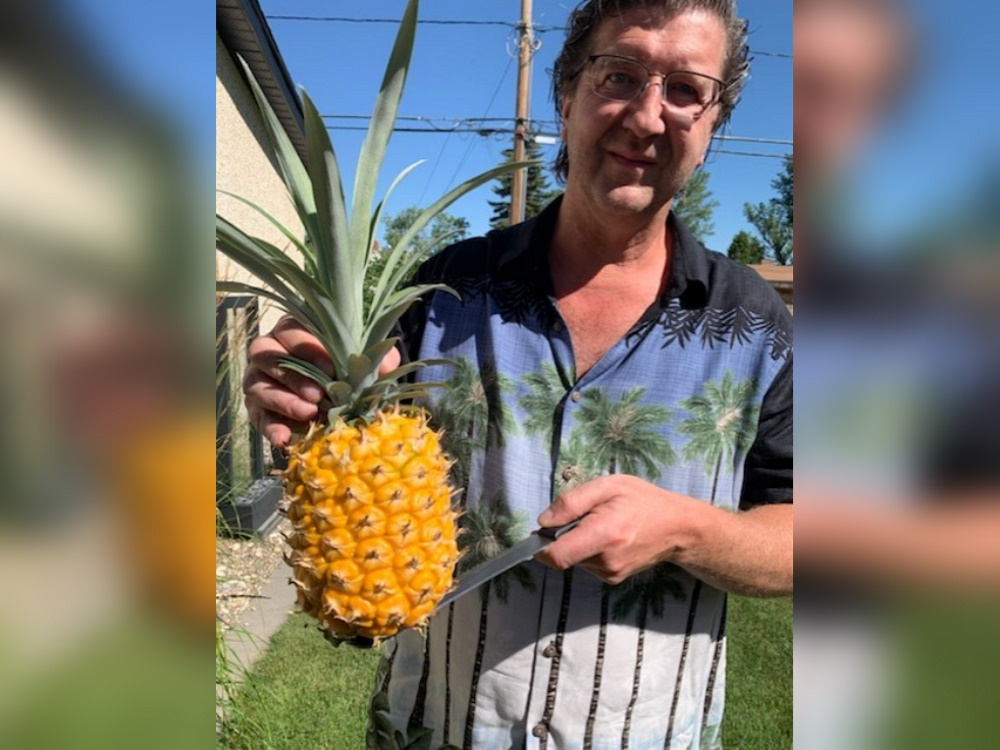 Sweet success! Moose Jaw teacher grows pineapples in classroom ...