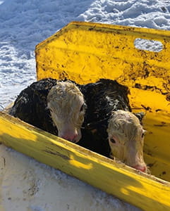 Calving Preparation Checklist - WestCentralOnline: West Central ...