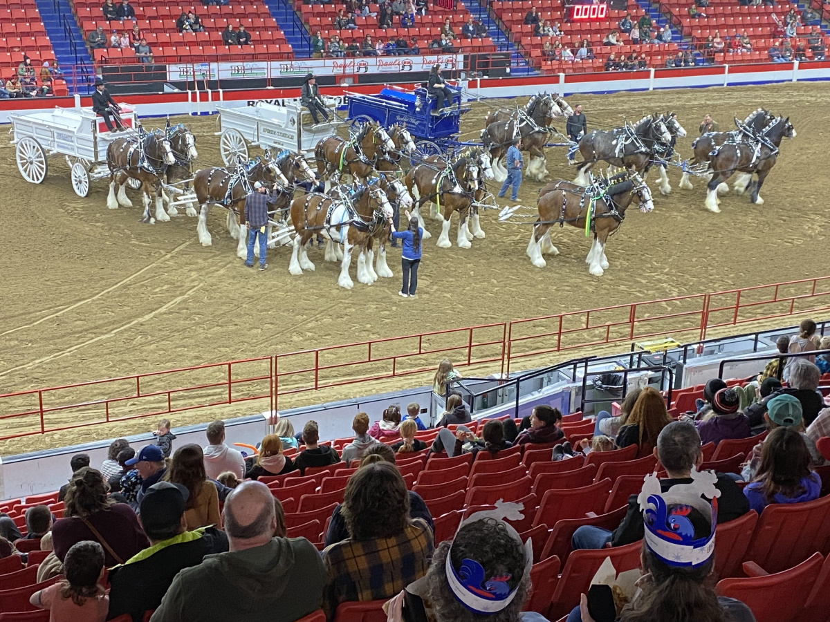 Celebrating everything AGRICULTURE at the Royal MB Winter Fair ...
