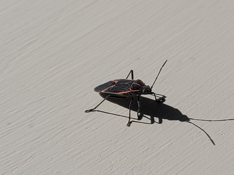 How to handle boxelder bugs - CochraneNow: Cochrane, Alberta's latest ...