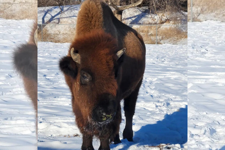 Assiniboine Zoo says goodbye to nearly 20 year old bison - CHVNRadio ...