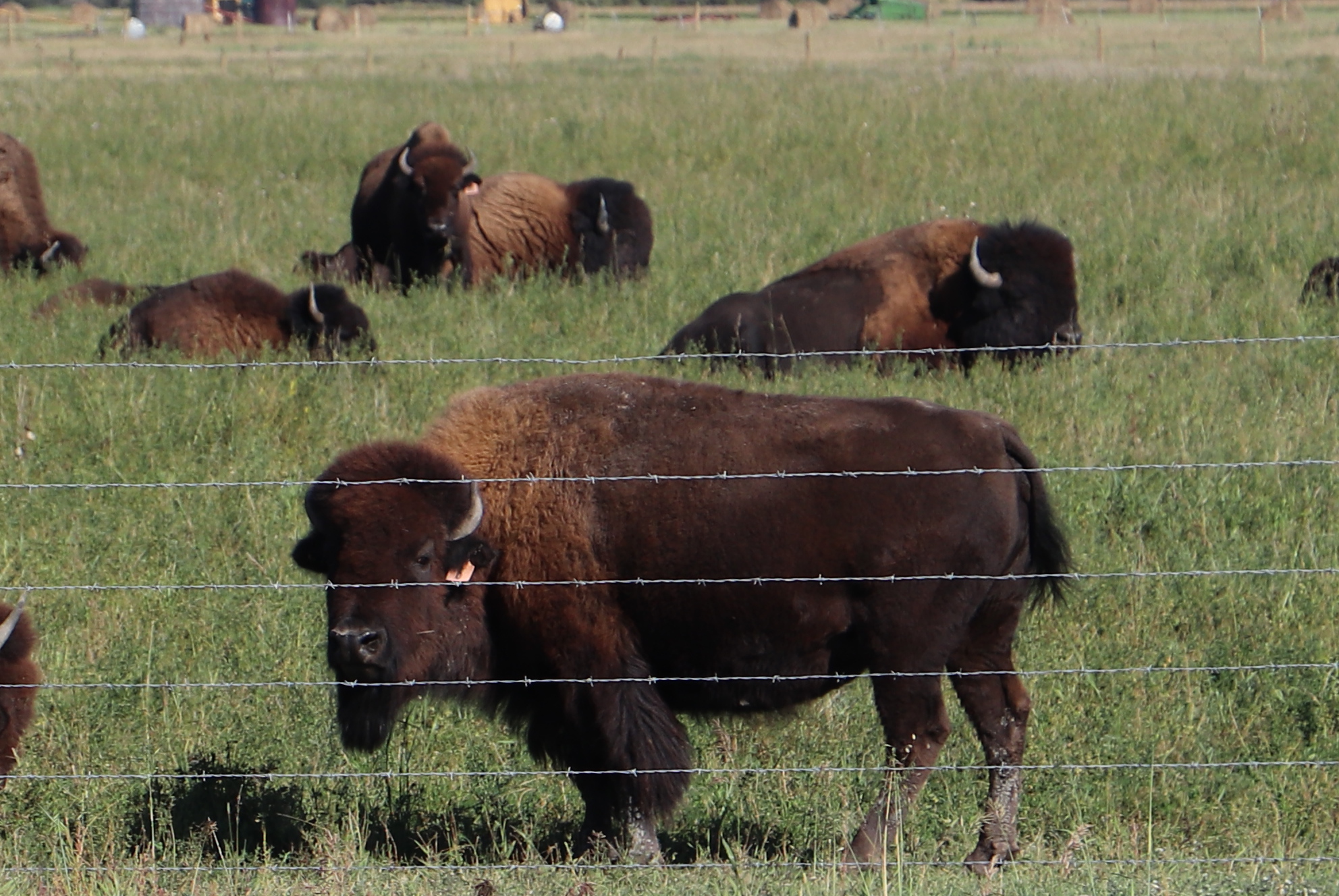 Grass management key for bison producers - DiscoverHumboldt.com - Local ...