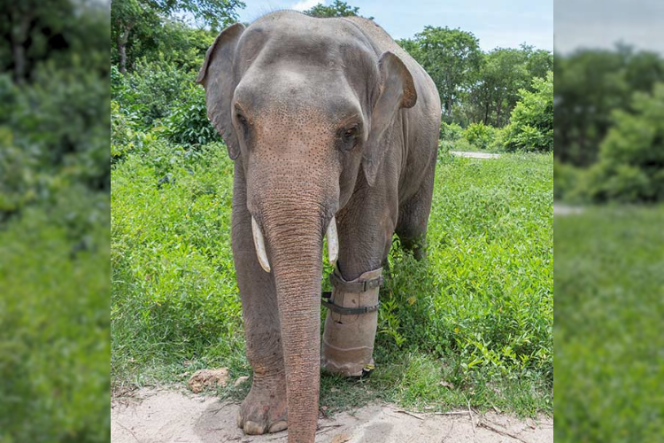 WATCH: Elephant with amputated leg receives prosthetic foot - CHVNRadio ...