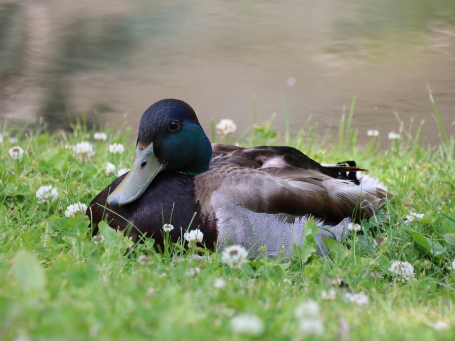 Feeding ducks bread: A fun tradition with serious consequences ...