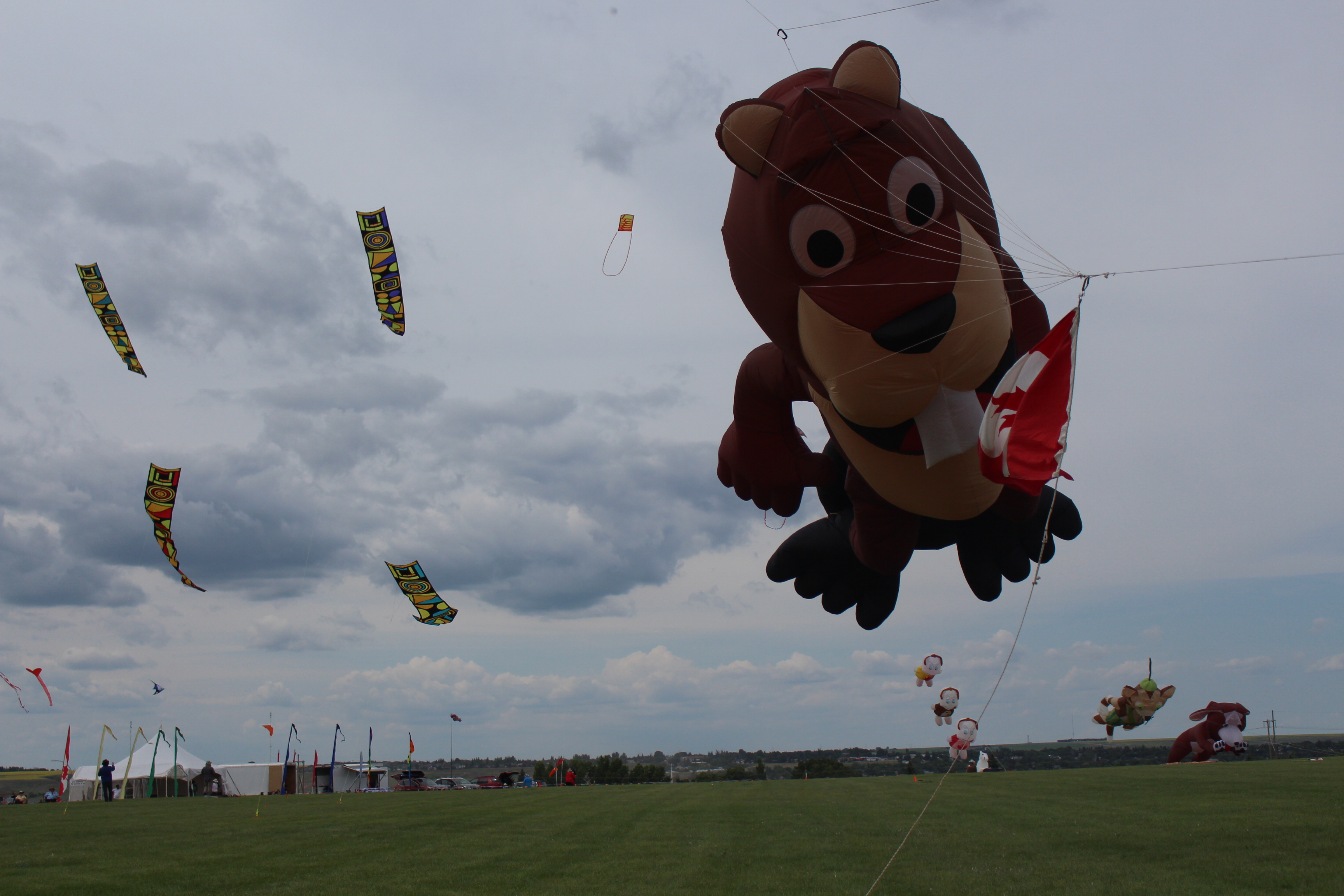 Kite Fest brings life to the skies - SwiftCurrentOnline.com - Local ...