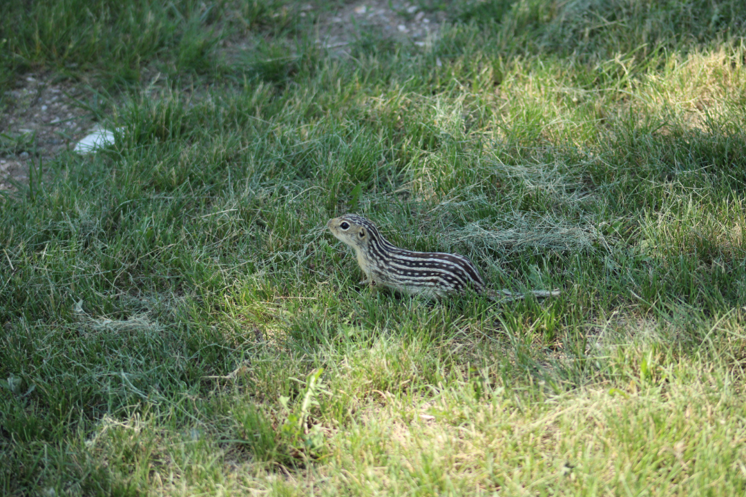 City of Weyburn tackles gophers at Jubilee Park - DiscoverWeyburn.com ...