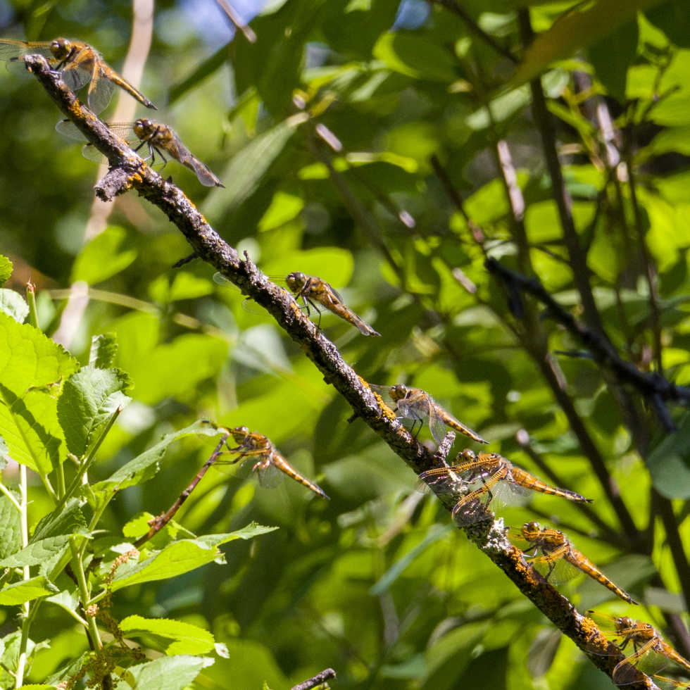 Swarming dragonflies bring their free air show to Southern Manitoba ...
