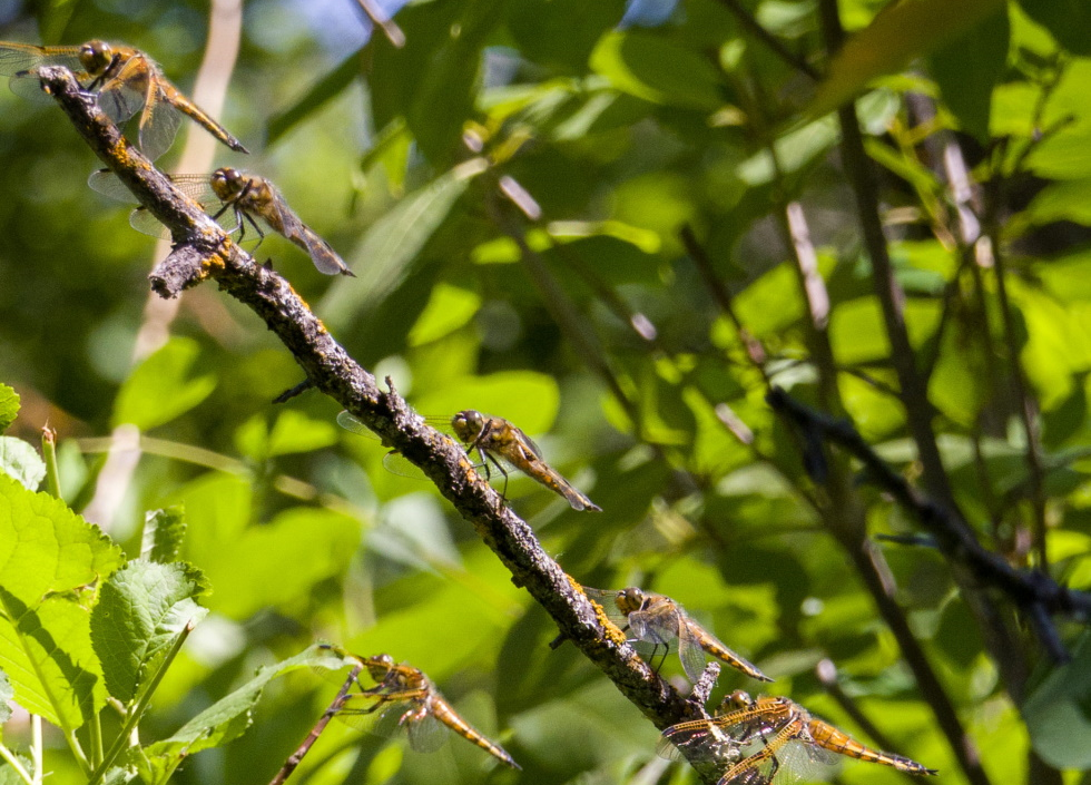 Swarming dragonflies bring their free air show to Southern Manitoba ...