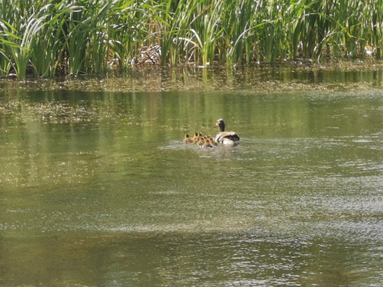 Mama duck and babies return to St. Mary's Villa - DiscoverHumboldt.com ...