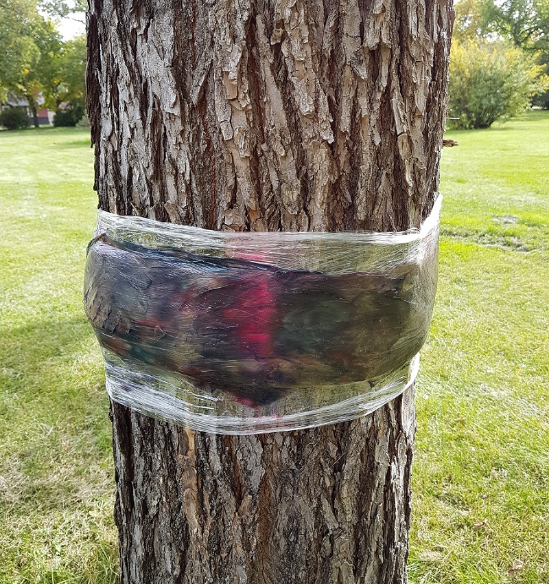 City reminds residents to remove tree bands to prevent rot ...
