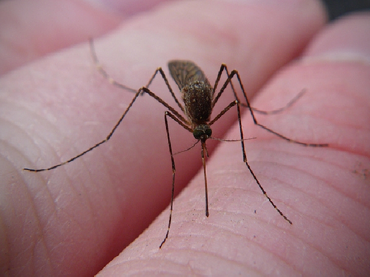 Does the city spray for mosquitoes? - DiscoverAirdrie.com - Local News ...