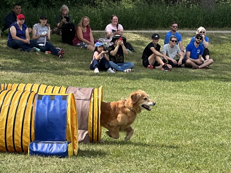 Record number of registrants for annual Steps for Pets Walkathon ...