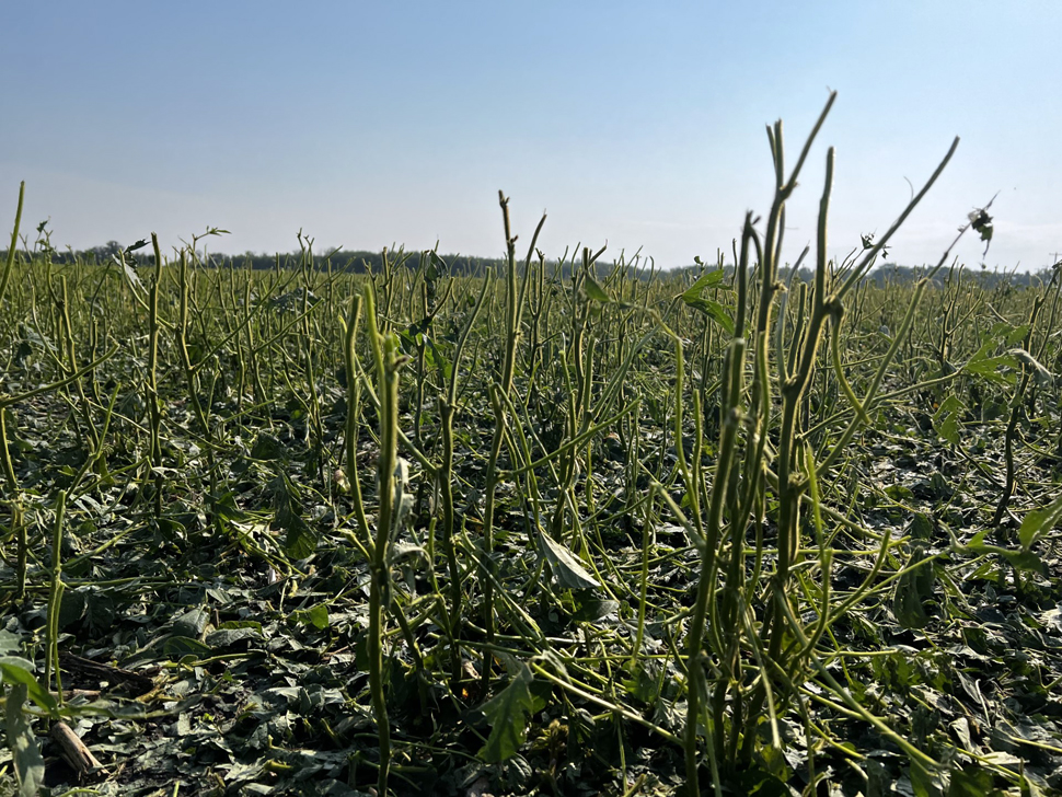 Assessing crop damage after a hail storm - PembinaValleyOnline.com ...