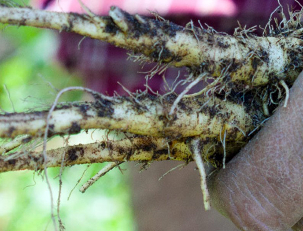 Foraging botanist offers helpful tips on harvesting edible plants in ...