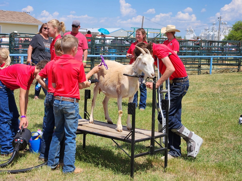 Junior ranchers and wranglers take over for the Goat Show at Frontier ...