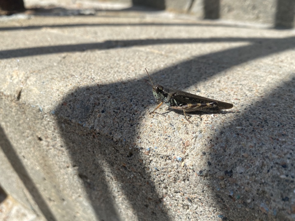 Grasshopper invasion threatening Saskatchewan producers ...
