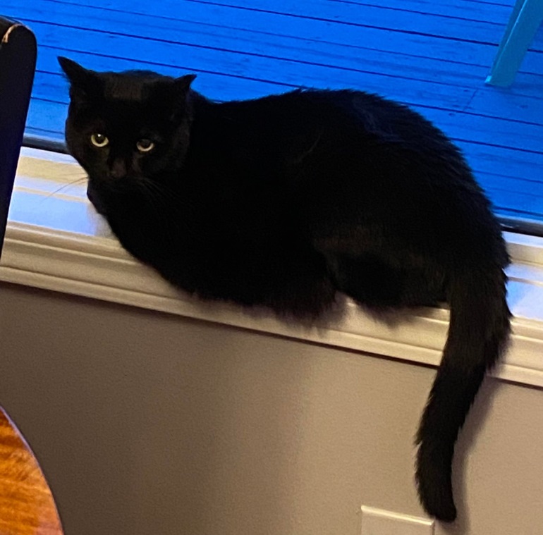 Happy Cat Sanctuary over-capacity, can't take any more cats ...