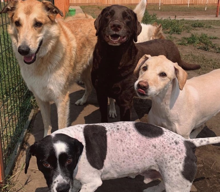 Drink a pint and help find a dog their forever home - StrathmoreNow.com ...