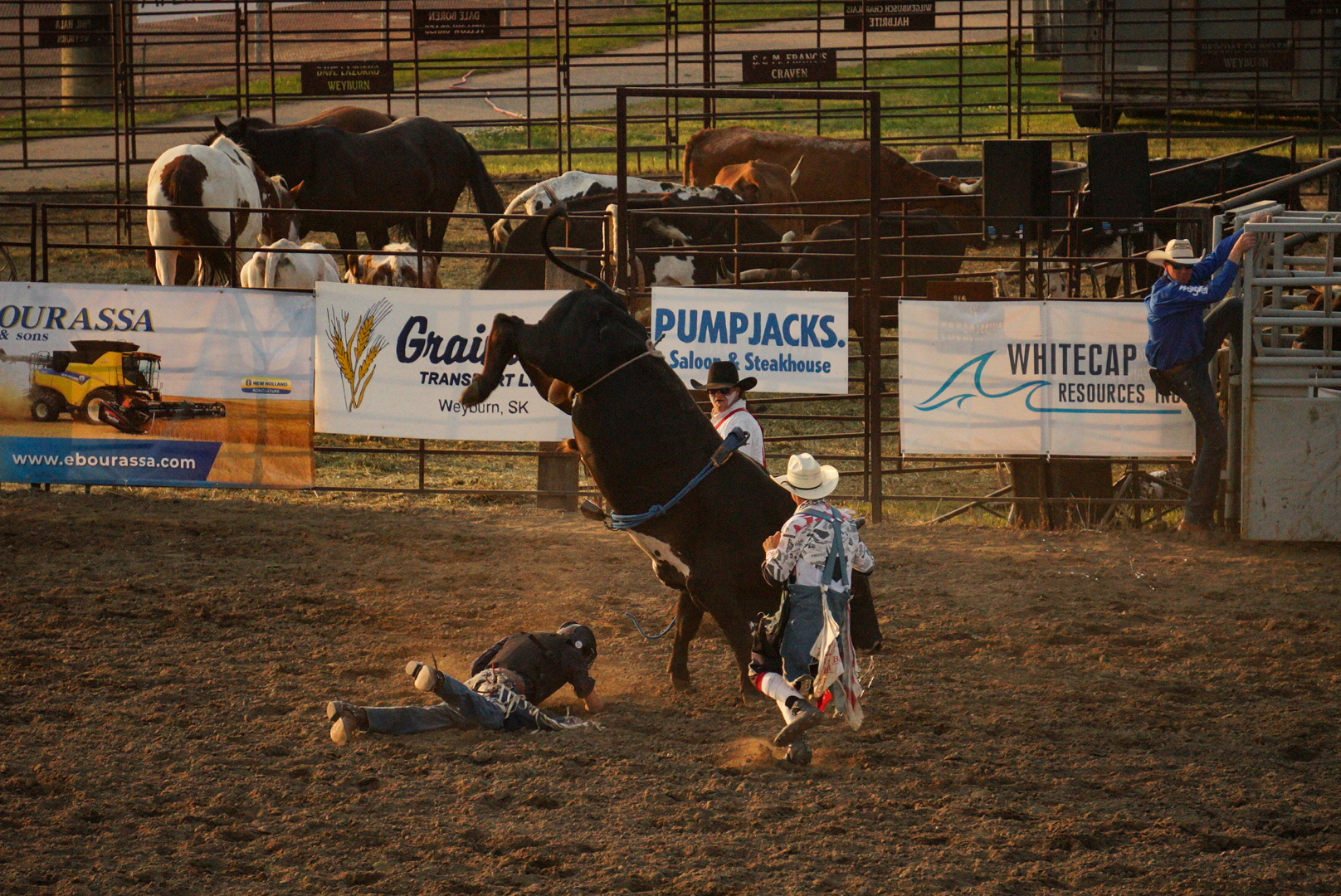 Unbridled Energy: Rodeo stars leave no bull untamed - DiscoverWeyburn ...