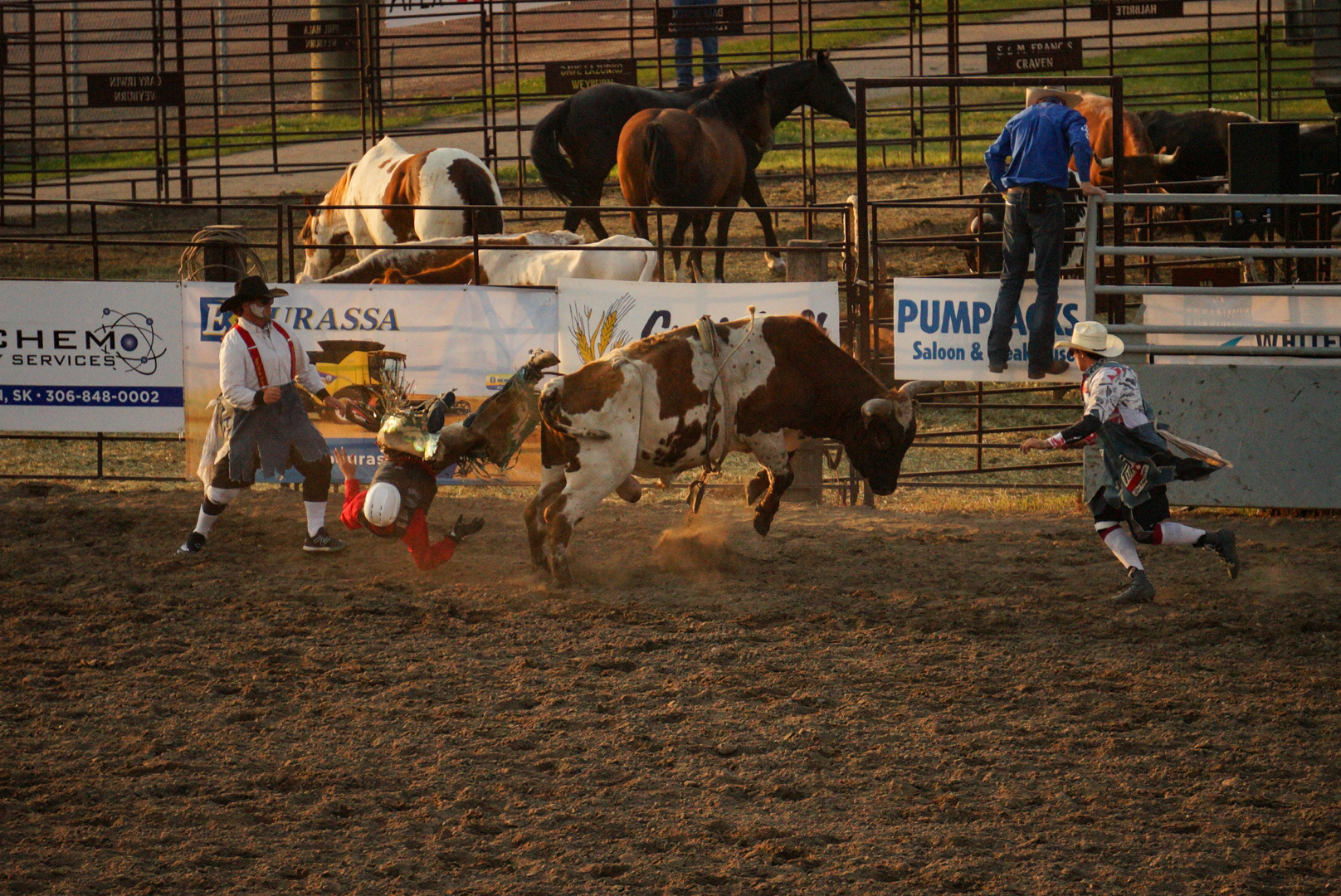 Unbridled Energy: Rodeo stars leave no bull untamed - DiscoverWeyburn ...