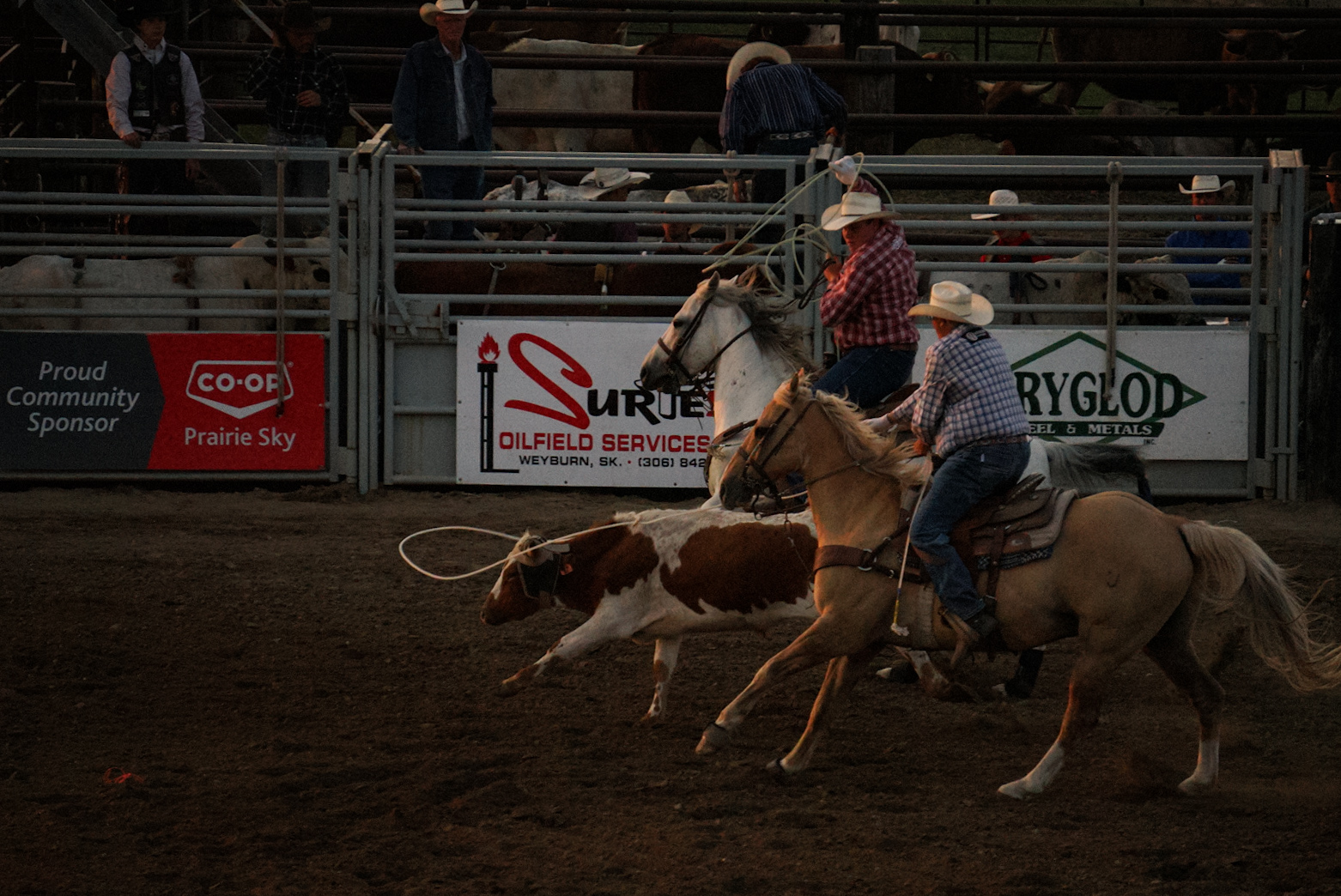 Unbridled Energy: Rodeo stars leave no bull untamed - DiscoverWeyburn ...