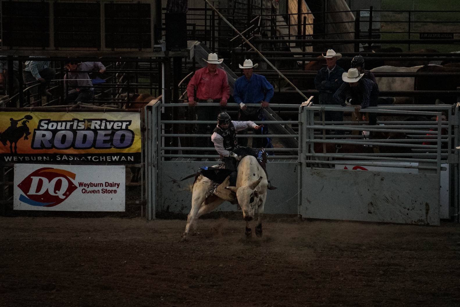 Unbridled Energy: Rodeo stars leave no bull untamed - DiscoverWeyburn ...