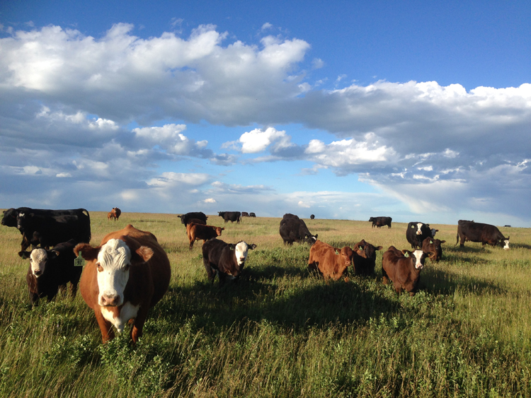 Drought-driven cattle boom sparks historic prices for producers ...