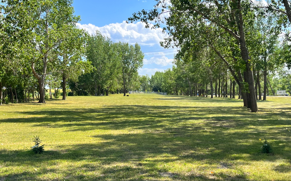 Planting project at Nickle Lake will keep future generations in the ...