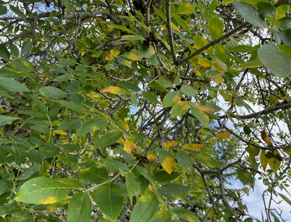 Premature yellowing of tree leaves does not alarm city arborist ...